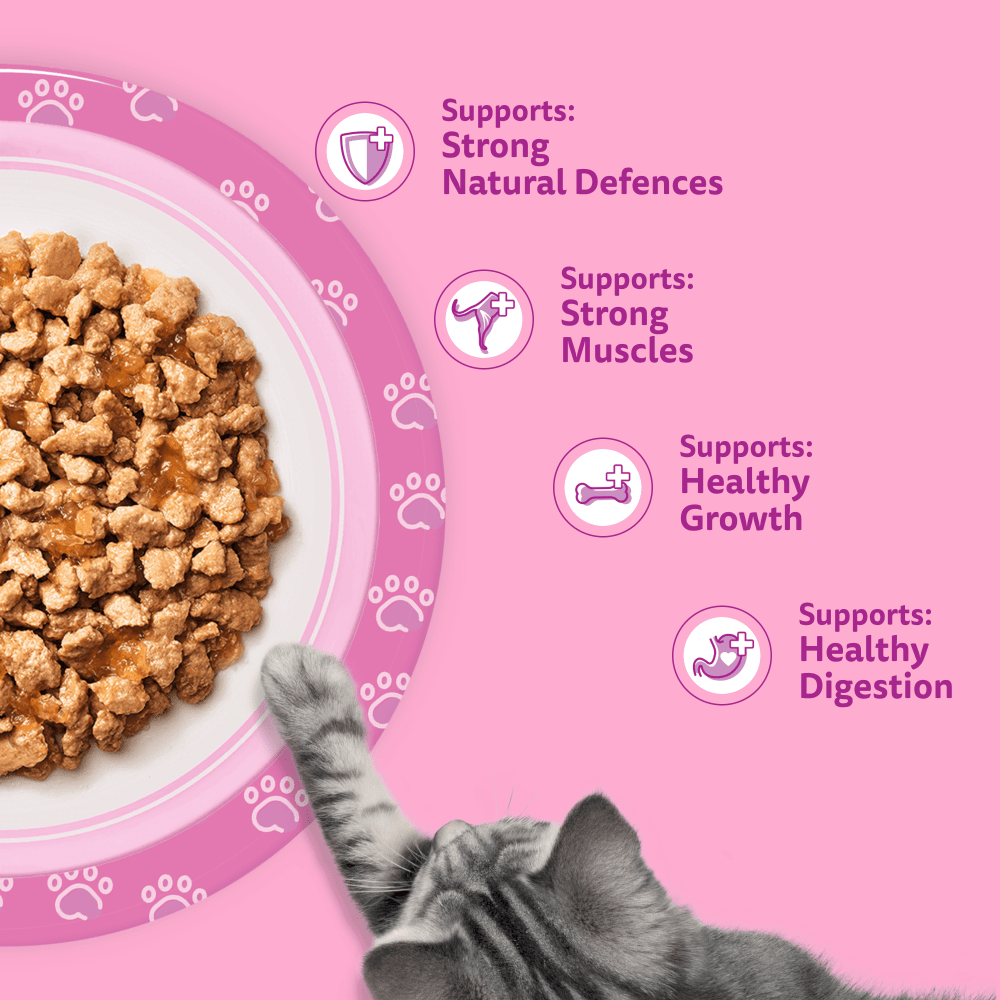 WHISKAS Kitten 2-12 mnths FISH Favourites Wet Cat Food Pouches in Jelly ...